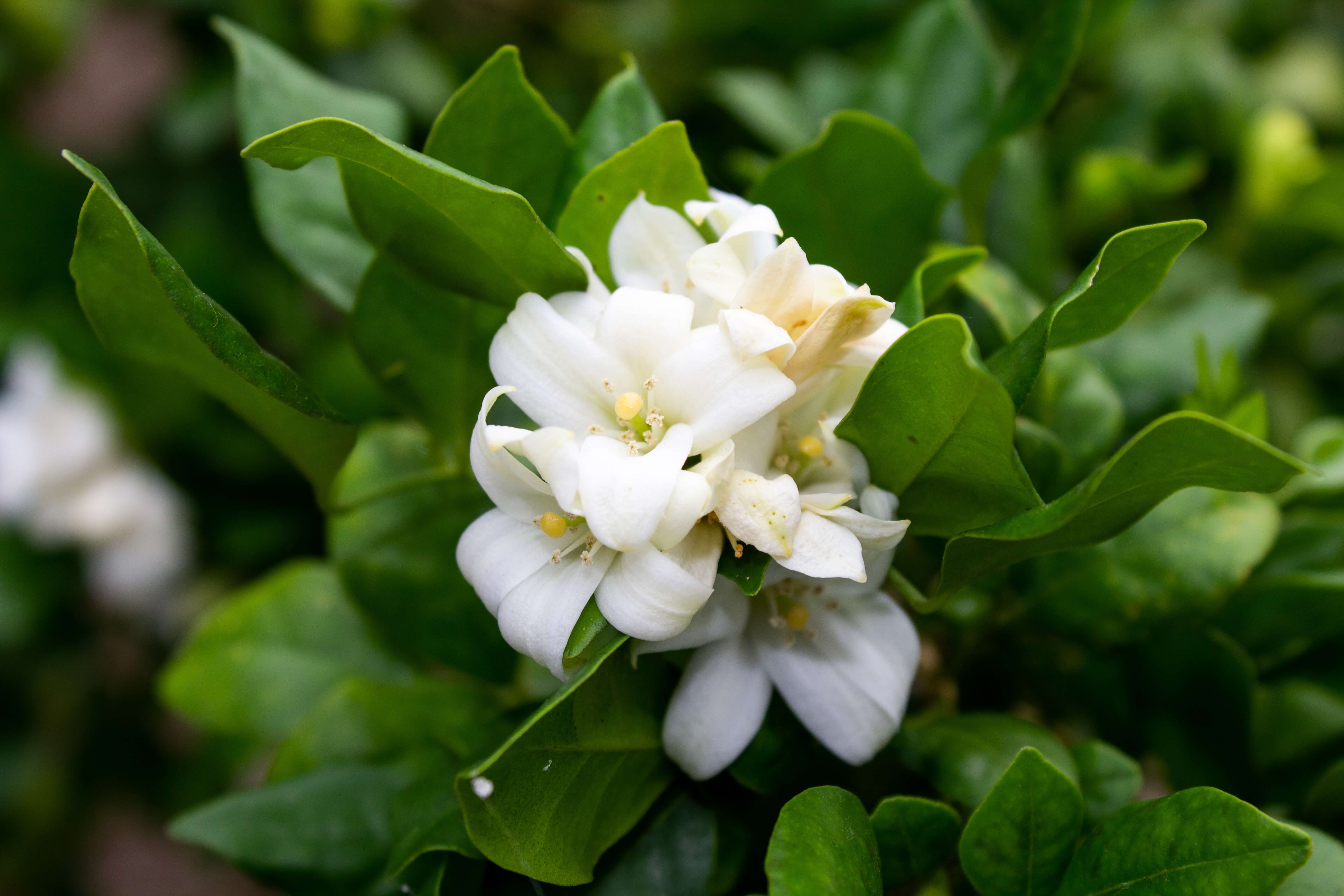 Explore the Wonderful Scent of Jasmine Essential Oil – LIZA VETA
